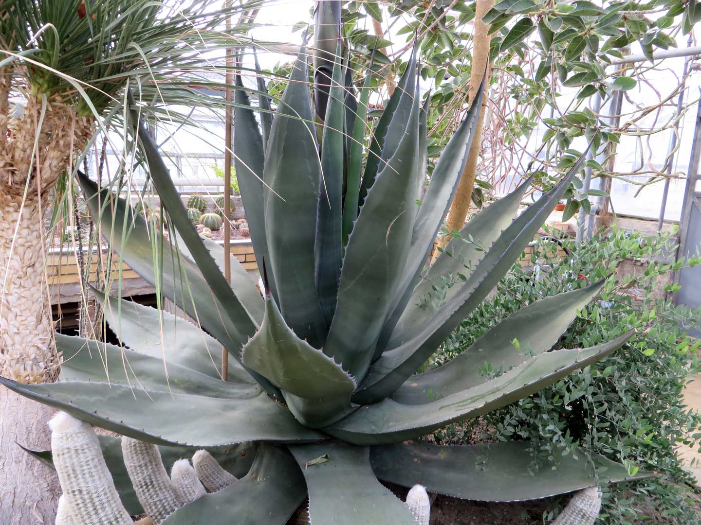 Maguey de pulque – Die große Agave im Botanischen Garten | UB Mainz